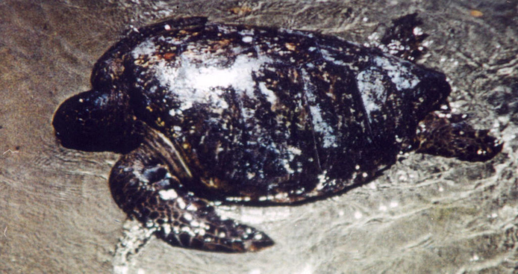 Marine Turtles – Nature Friends of Rekawa
