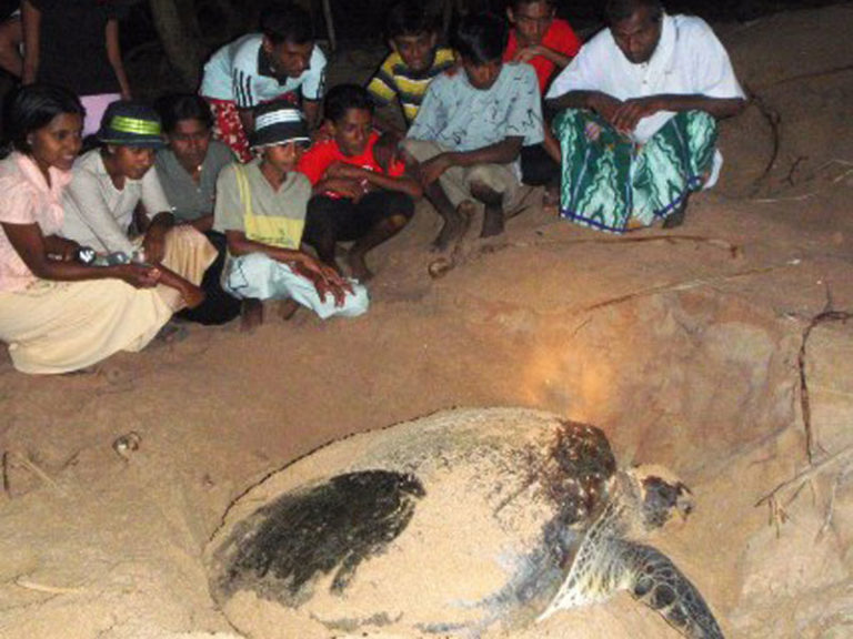 Turtle Watch – Nature Friends of Rekawa