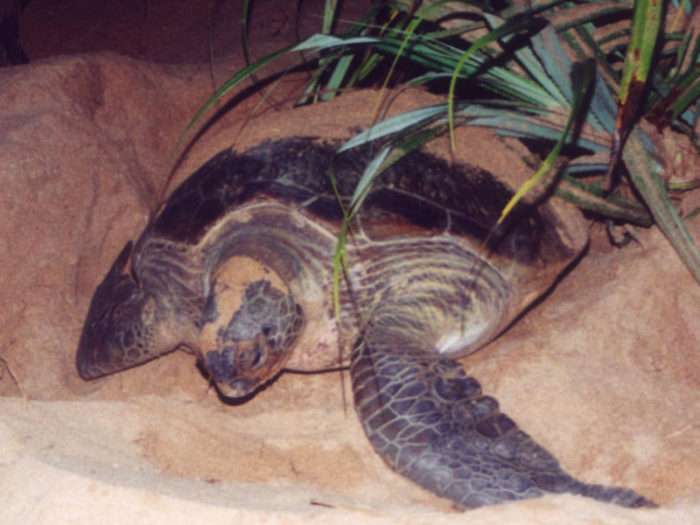 Turtle Watch – Nature Friends of Rekawa