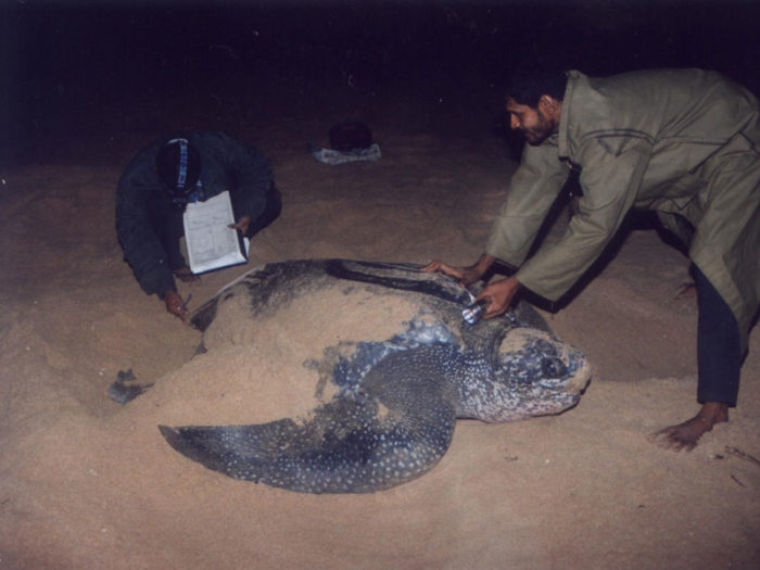 Turtle Watch – Nature Friends of Rekawa